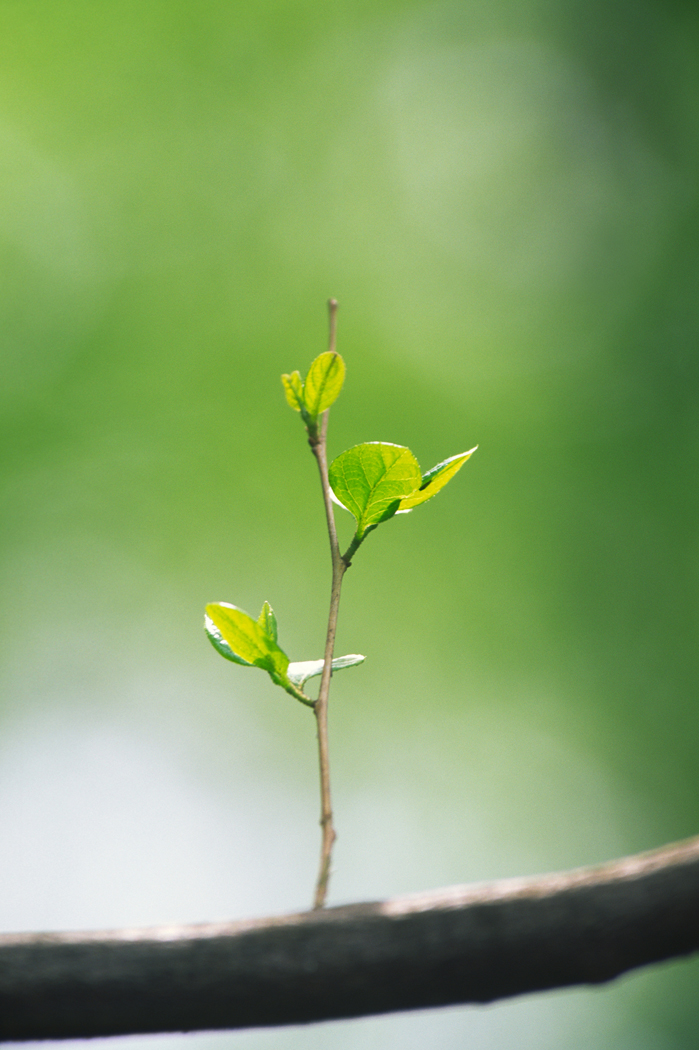 Sarah Trembley MA, LMHC